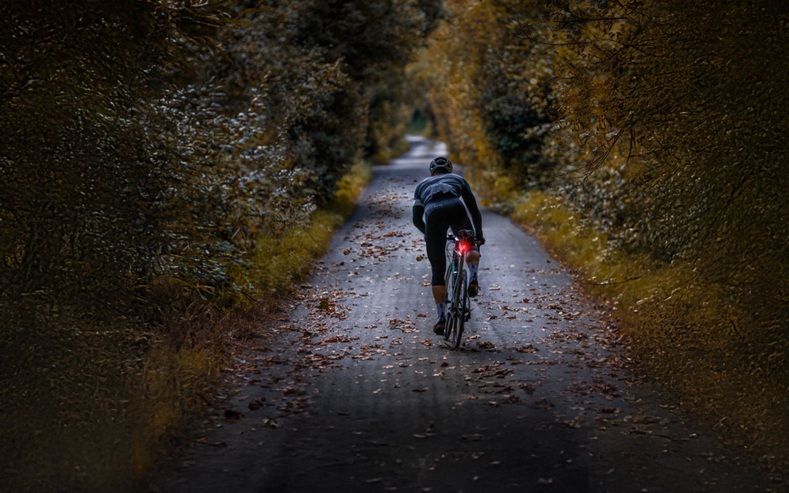 Continental Bicycle Tires