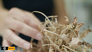 The Taraxagum development team | Continental tires